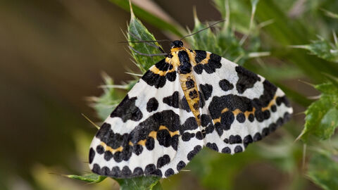 Magpie Moth Dorset Wildlife Trust